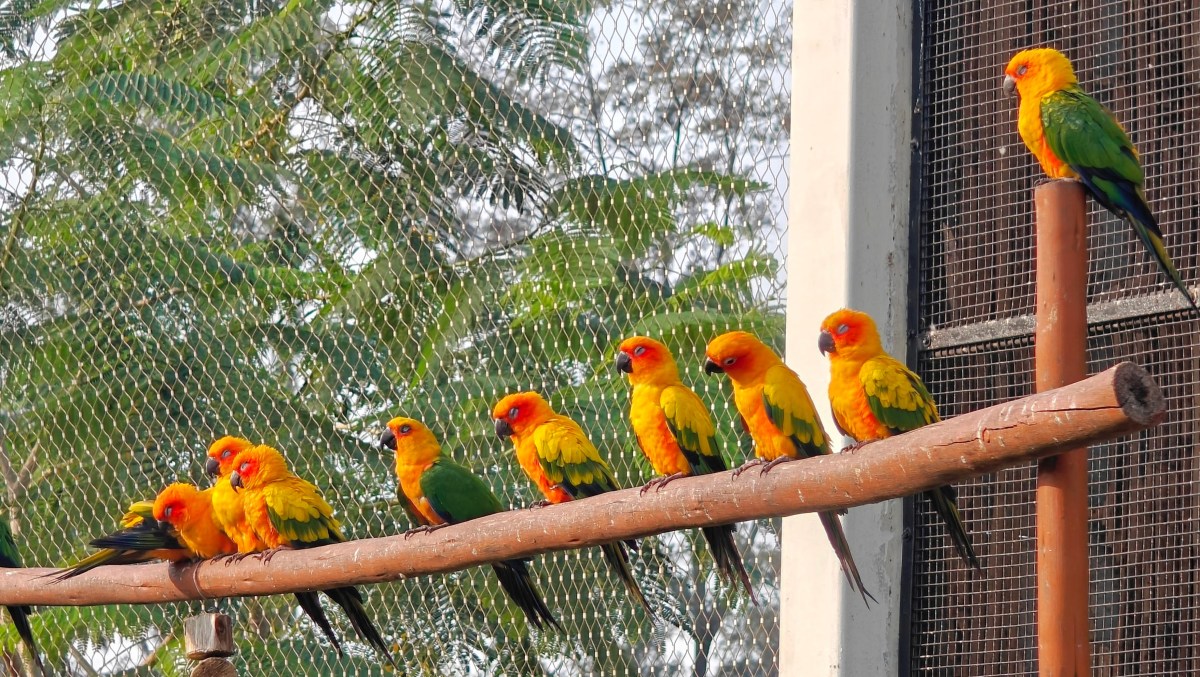 An Evening in Daman: Aviary and Jampore Beach – One Plus One Three